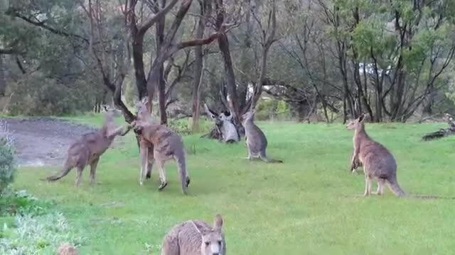 Kangaroos Jostle With Each Other - NewsBreak