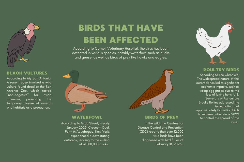 Bird Flu Spreads in Central Texas, Affecting Wildlife and Raising ...