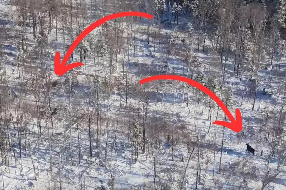 Do You Know How Many Moose Are in New York State? - NewsBreak