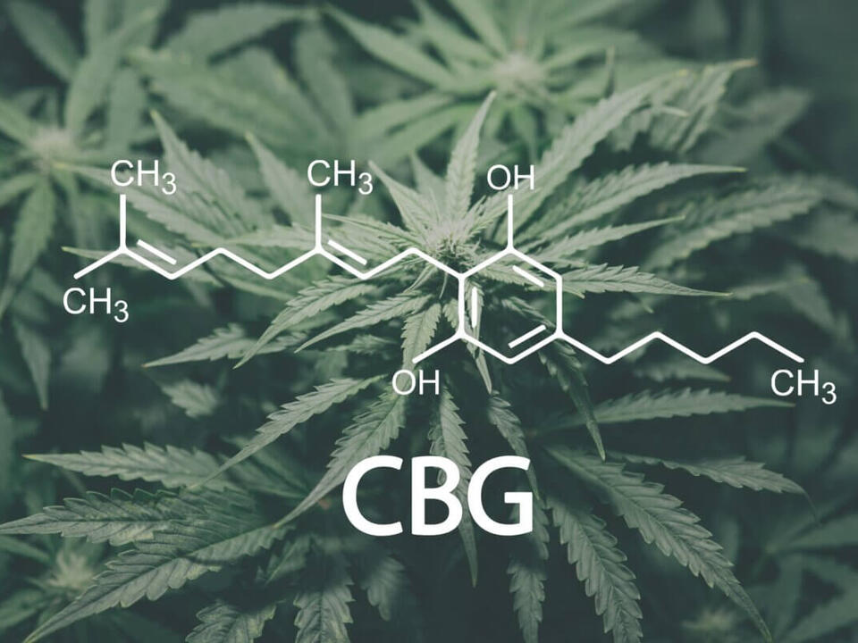 Mother of all cannabinoids CBG shows promise of curing anxiety in ...