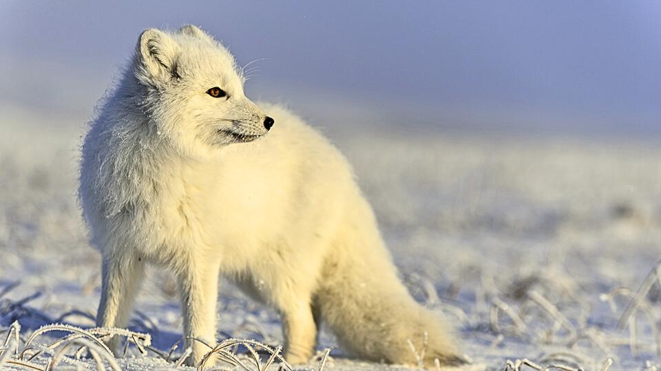 How the Arctic Fox Survives the Coldest Place on Earth - NewsBreak