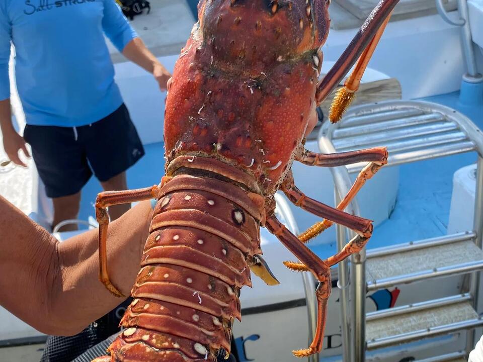 Gear up for Florida recreational spiny lobster season