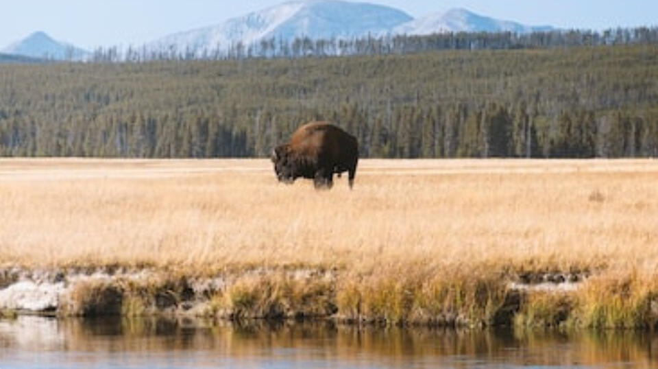 Man Charged After Allegedly Kicking Bison and Getting Injured at ...