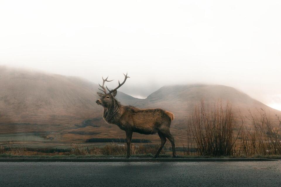 New Wildlife Access Rules In Utah Promise Free Permits For Educational ...
