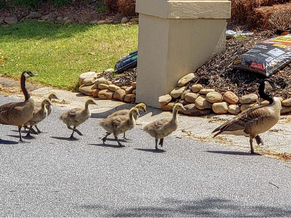 Want Pesky, Noisy Geese to Get the Flock Away from Your Neighborhood ...