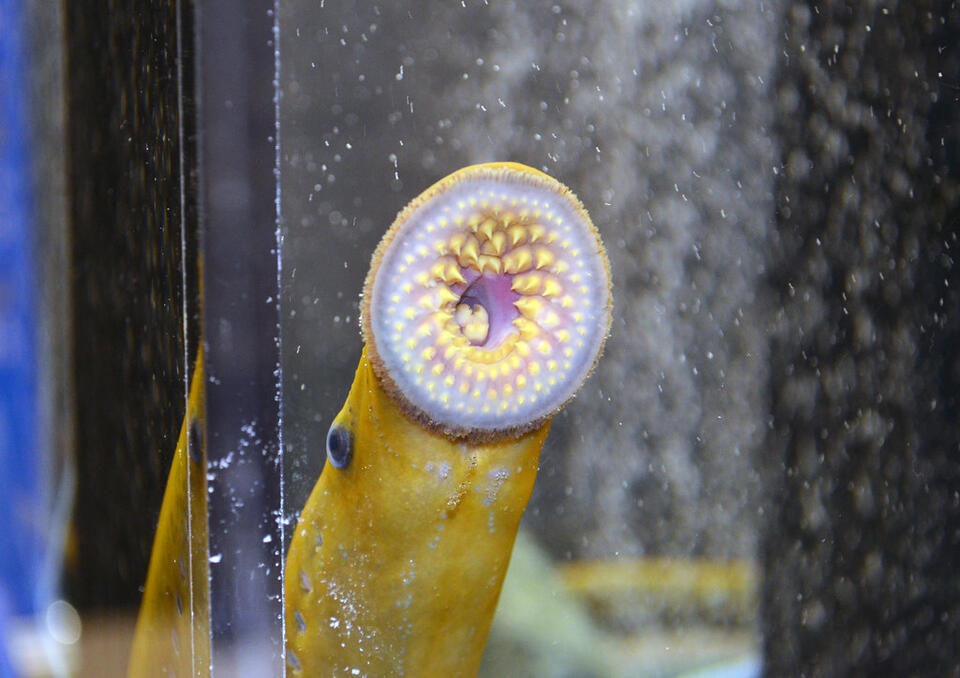 The Pacific Lamprey’s Ancient Journey and Its Surprising Cultural ...