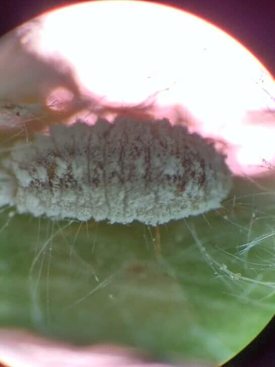 These Tiny Creatures Are the World’s Smallest Predators - NewsBreak