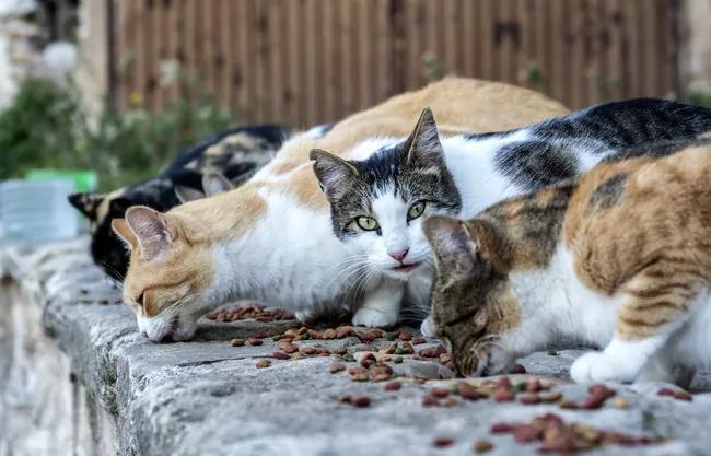 Allegations of Cat Cruelty Stir Controversy at Cypress College - NewsBreak
