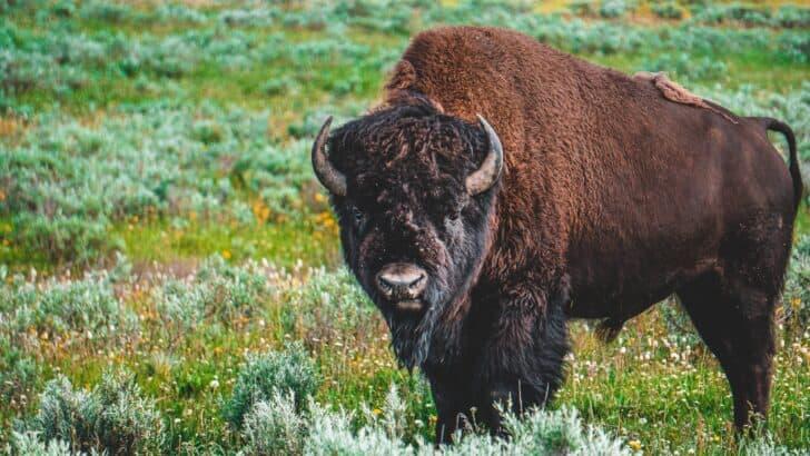 Man Gored by Bison in Yellowstone After Ignoring Safety Warnings ...