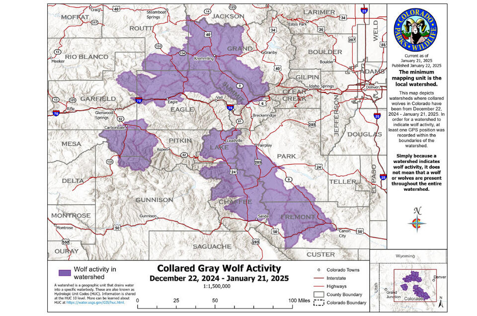 January Collared Gray Wolf Activity Map shows movement of one wolf into ...