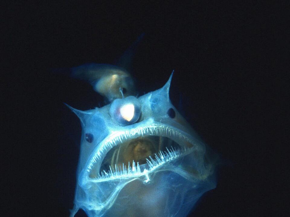 The 20 Scariest Things Still Lurking in the Ocean Today