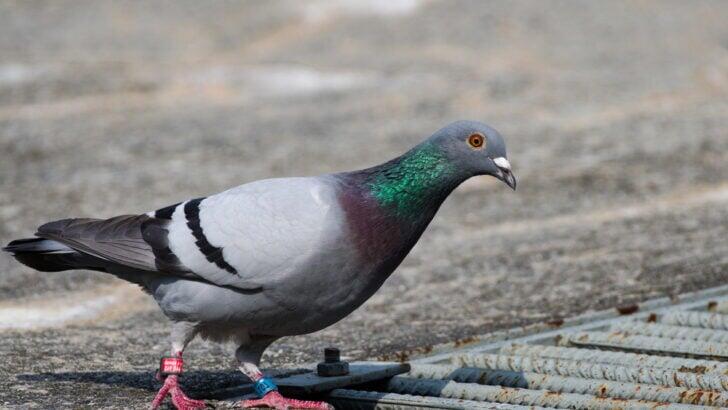 Homing Pigeons Can Navigate Across Continents Without GPS, and ...