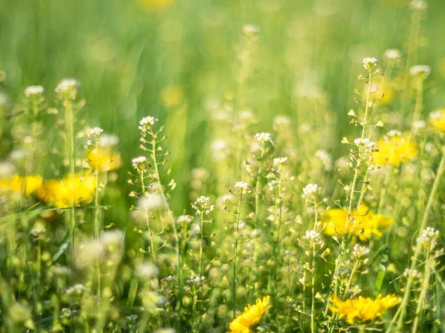 ‘High' pollen counts reported in northern Illinois – but only in ...