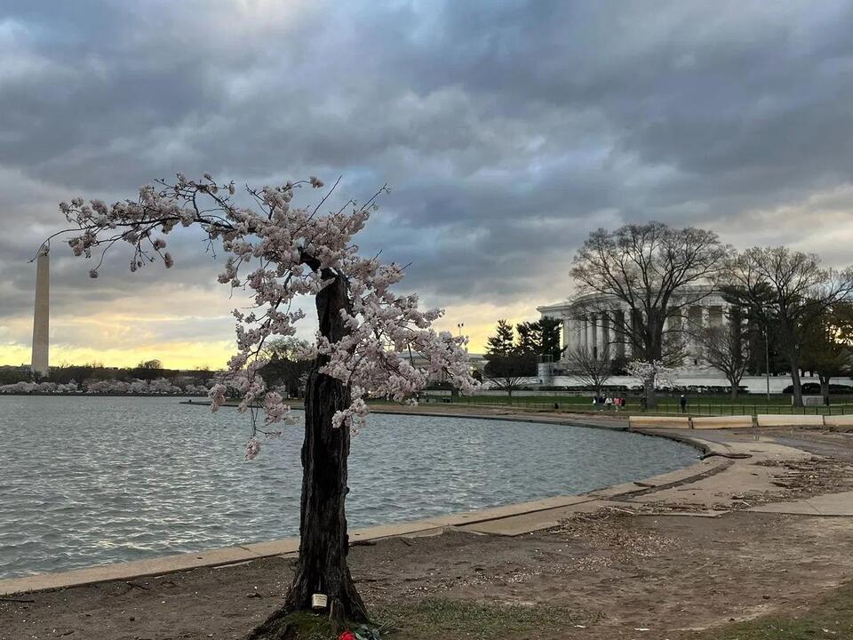 Stumpy's last bloom: Beloved DC cherry tree receives heartfelt goodbye ... Stumpy's last bloom: Beloved DC cherry tree receives heartfelt goodbye ...
