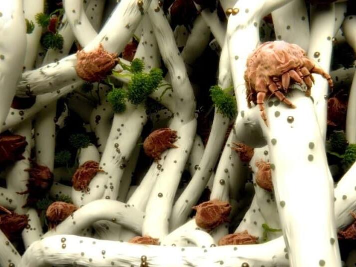 Dust Mites vs Bed Bugs: How to Spot the Differences