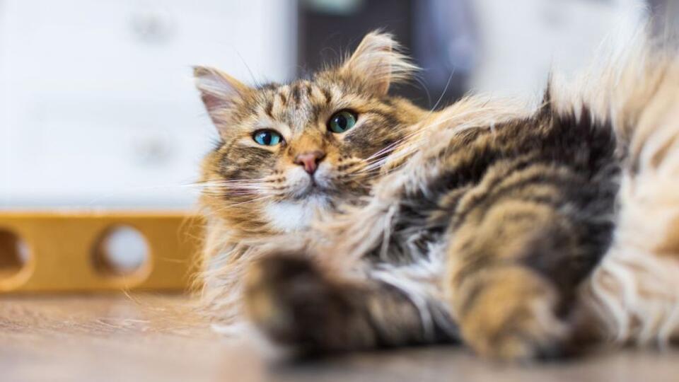 Social Media-Famous Cat ‘Willow’ Banned From Boots in UK - NewsBreak