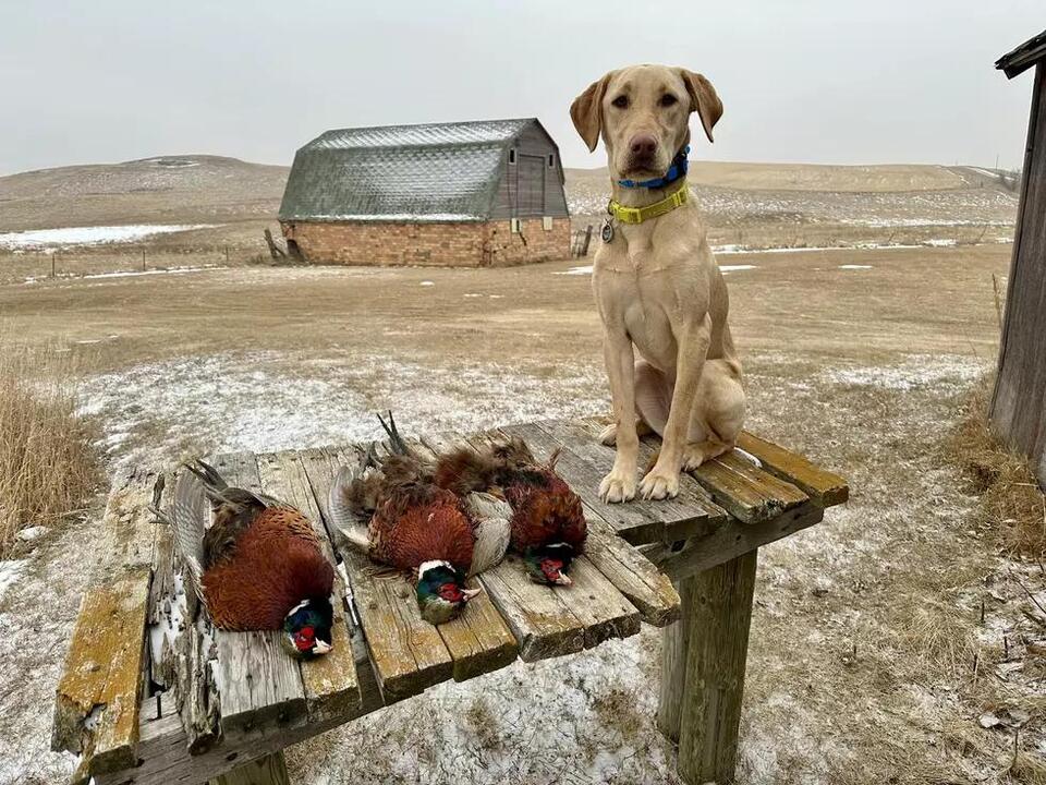 North Dakota Lawmakers Introduce A Bill That Could Change Hunting ...