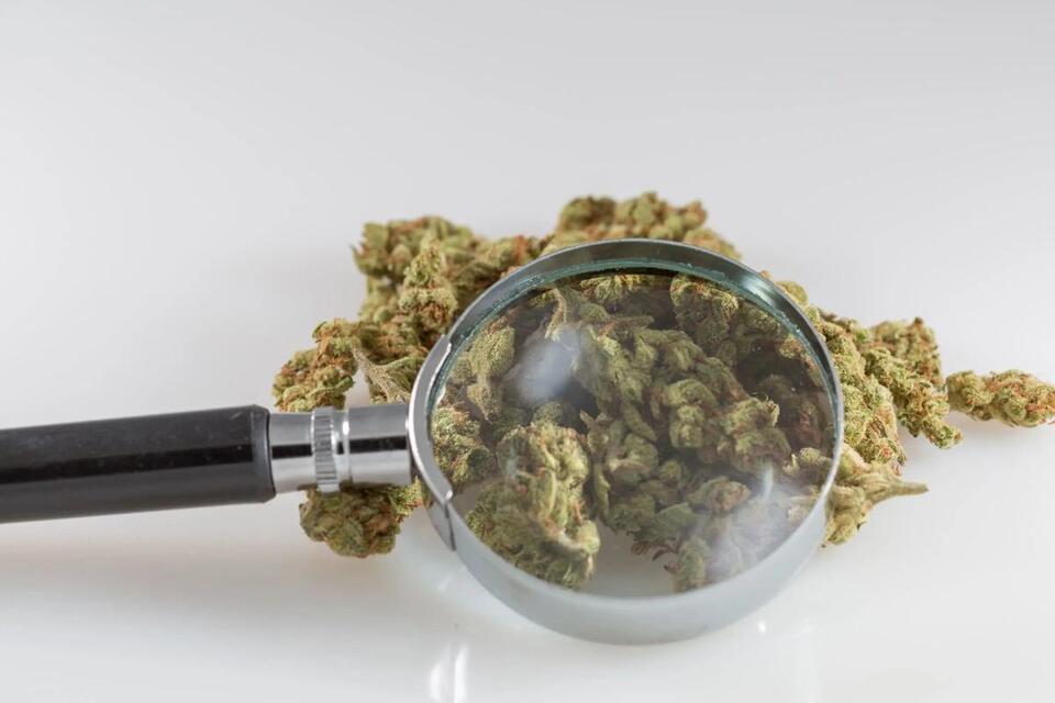 Scientists Sniff Out What Gives Marijuana Strains Their Distinct Aromas ...