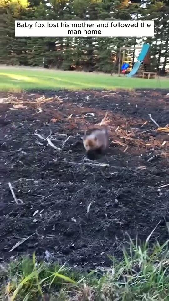 Baby_fox_lost_his_mother_and_followed_the_man_home__animals__rescue ...