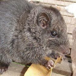 Scientists Thought This Rodent Family Went Extinct 11 Million Years Ago ...