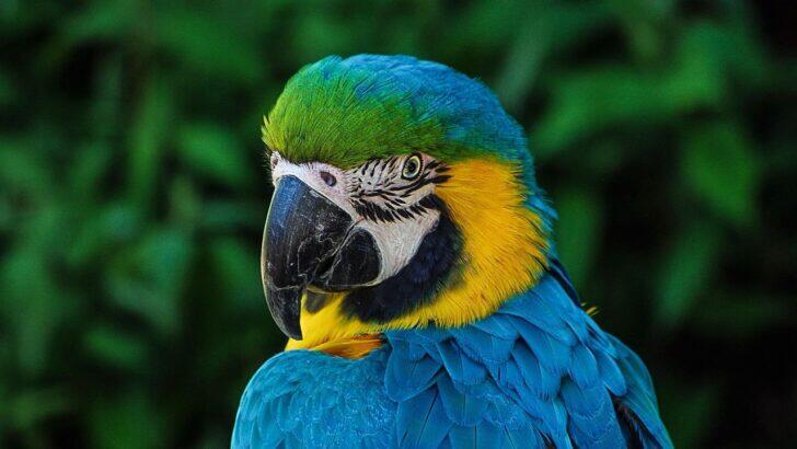 28-Year-Old Macaw Louie Stakes Claim as Mom’s True Love Amid Boyfriend ...