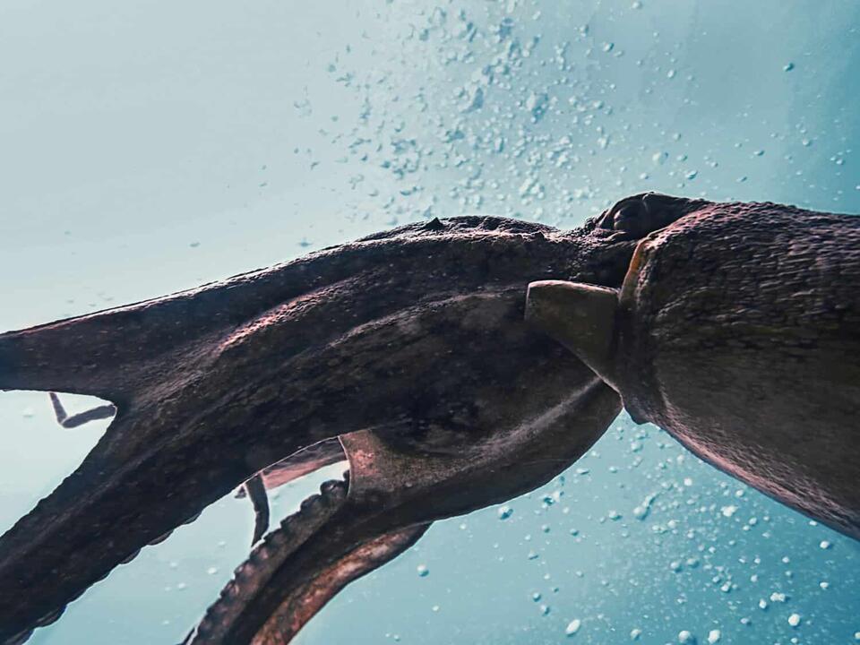 Giant Squid Size Comparison: Just How Big Do They Get? - NewsBreak