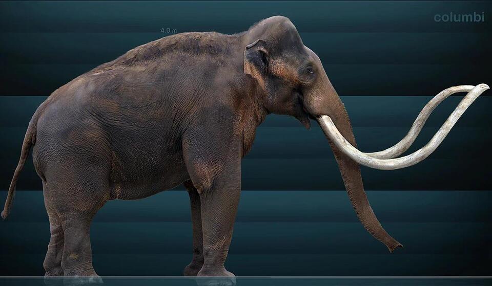 The Mammoth Fossils of the Great Plains: What Ice Age Discoveries ...