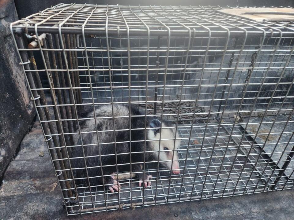 Opossums might be establishing in Moab, raising concerns for wildlife ...