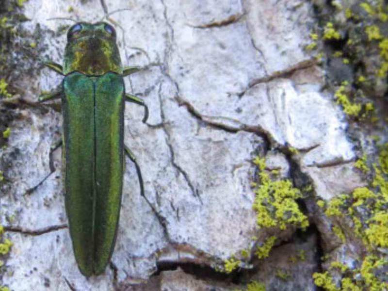 Emerald Ash Borer detected in Taylor County