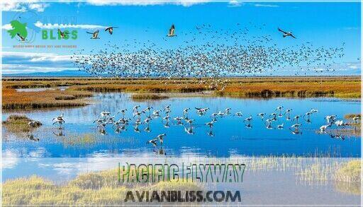 Types of Bird Migration Routes: Flyways, Patterns & Navigation (2025 ...