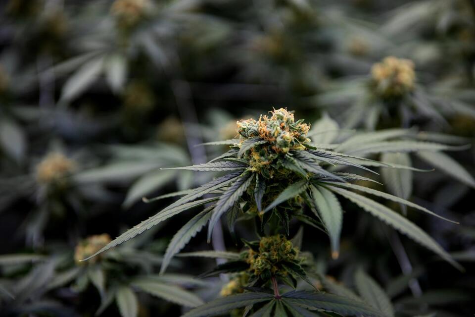 As legalization stalls at state level, local governments tackle ...