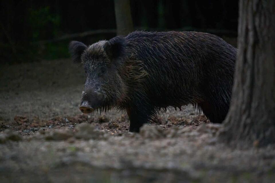 Feral Hogs in Wisconsin: Where Do They Live and Are They Dangerous ...