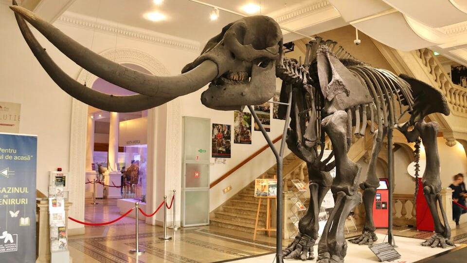 The Mammoth’s Return: New Efforts to Bring Back Extinct Megafauna ...