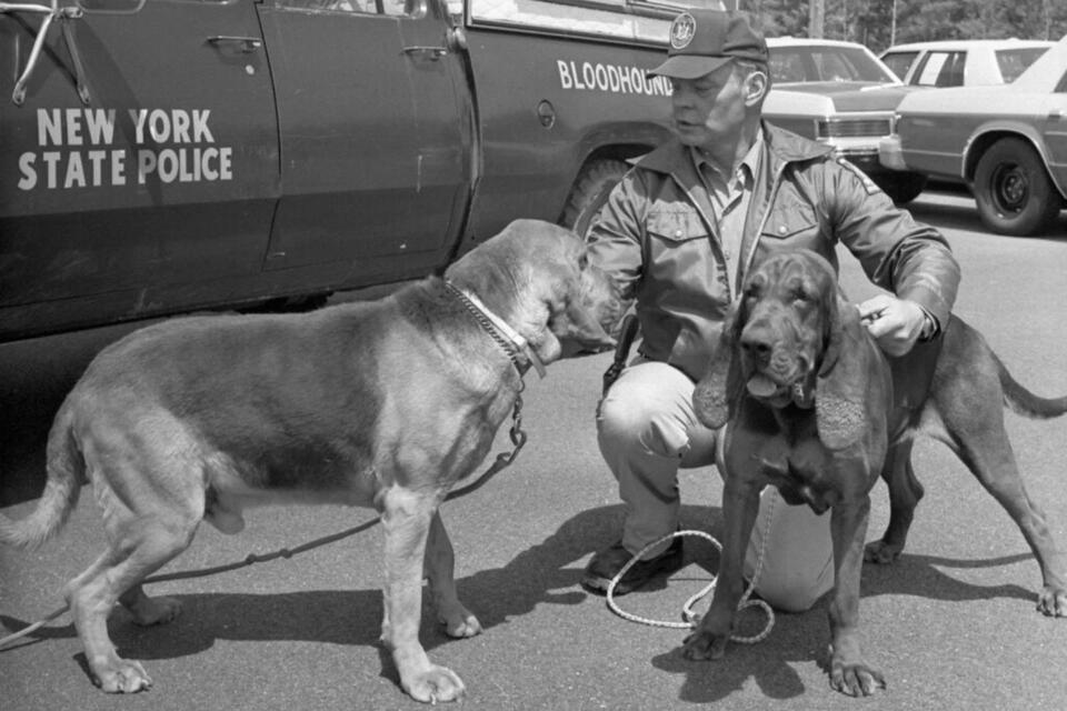 PHOTOS: Check Out New York State's First Police Dogs - NewsBreak