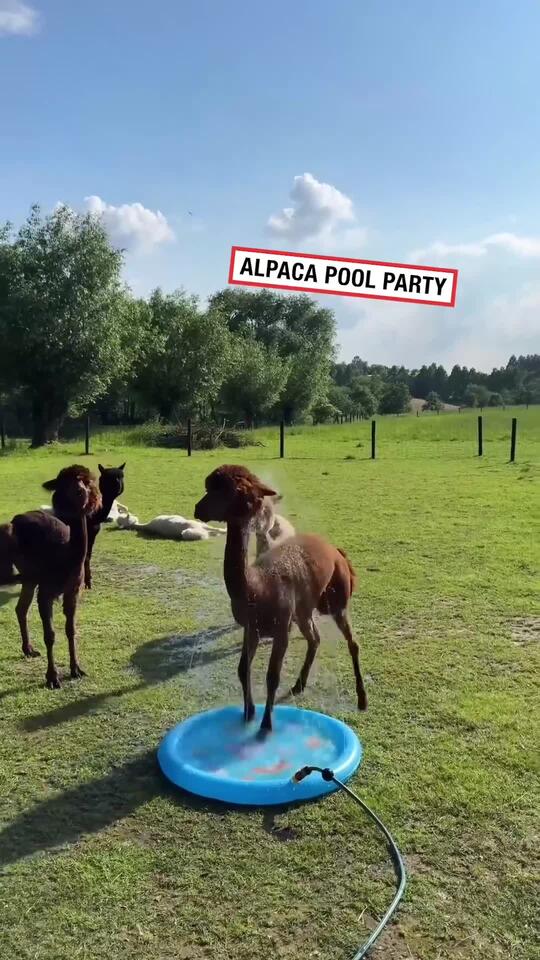 Alpaca pool party IG alpakamomente ladbible alpacas alpacasof poolparty ...