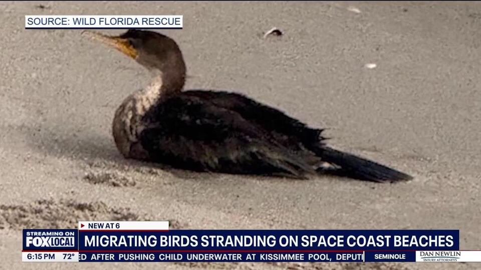 Birds falling out of the sky in Florida? Here's what's really going on ...
