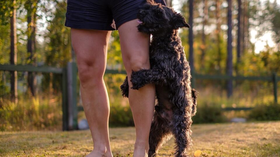 Female Dogs vs. Male Dogs: Why One Gender Makes a Better Pet - NewsBreak
