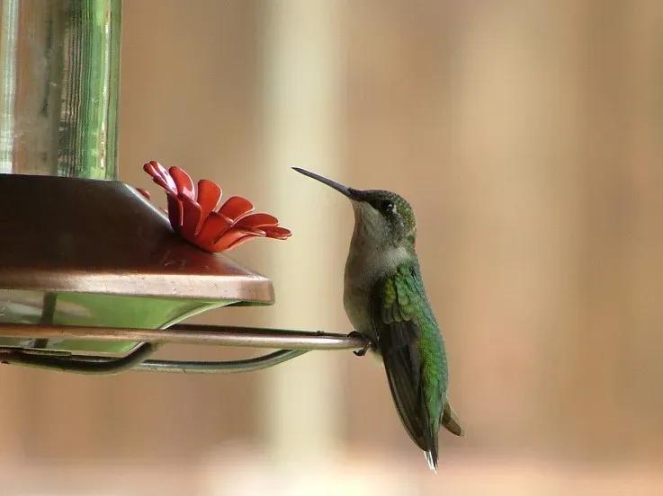 13 Bizarre Things Hummingbirds Do in August That Most Gardeners ...