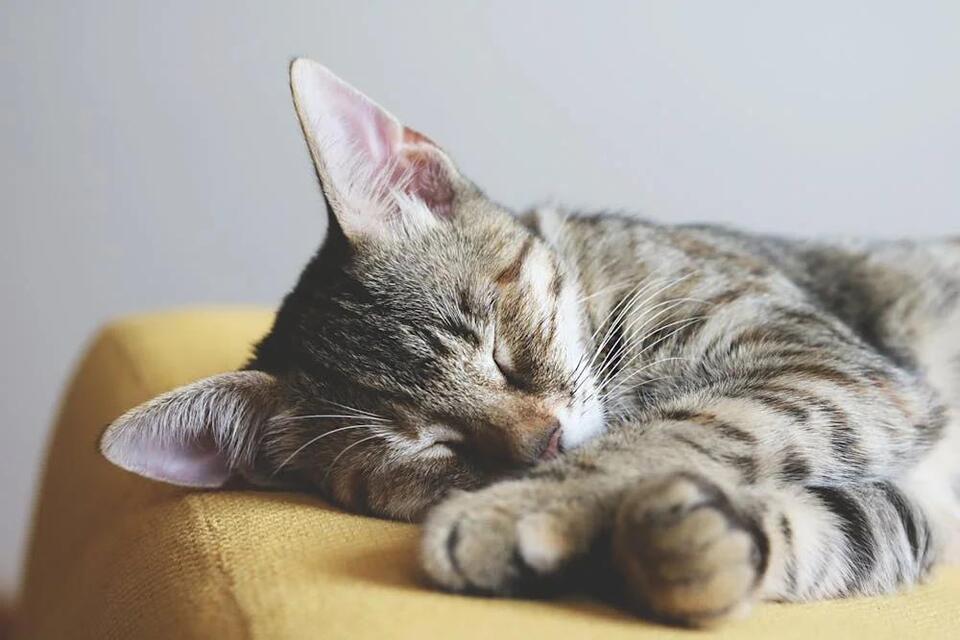 Why You Must Protect Your Cat from Spain’s Intense Summer Heat - NewsBreak