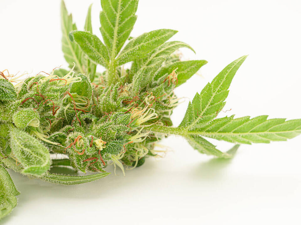 North Carolina’s Only Legal Marijuana Store, Located on Tribal Land ...