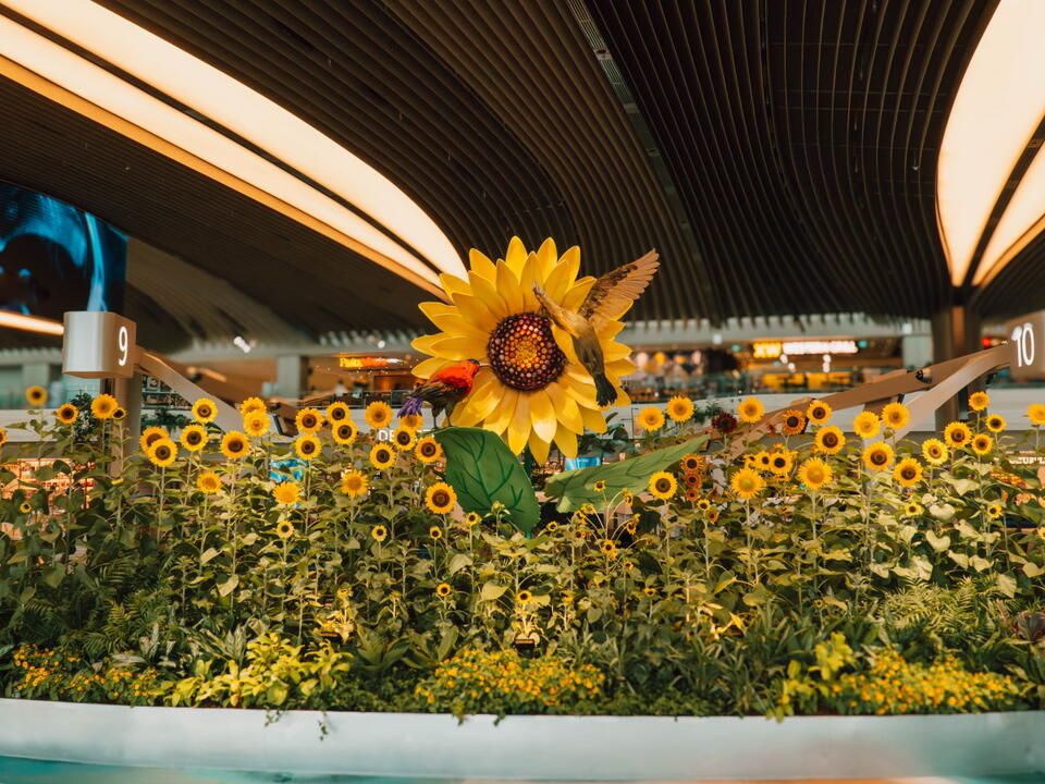 World's largest airport sunflower exhibit to showcase more than 5000 ...