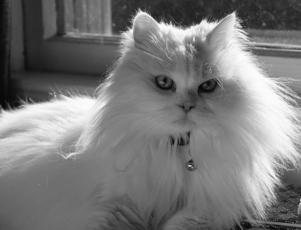6 Playful Breeds That Stay Kitten-Like for Life - NewsBreak