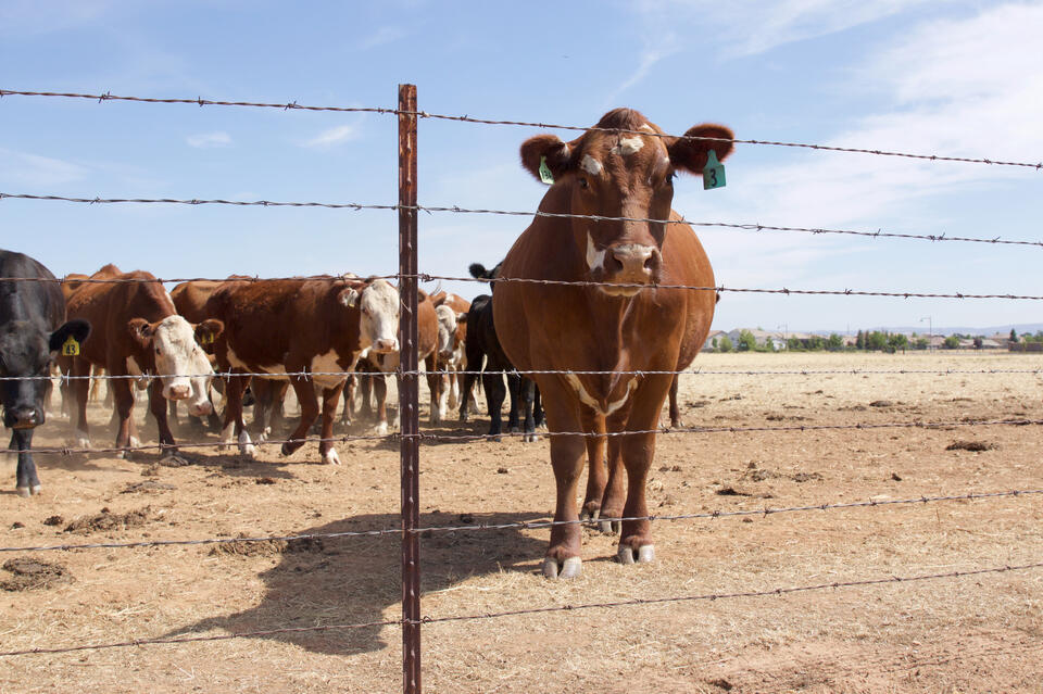 China halts imports from Brazilian beef plants over synthetic hormones ...