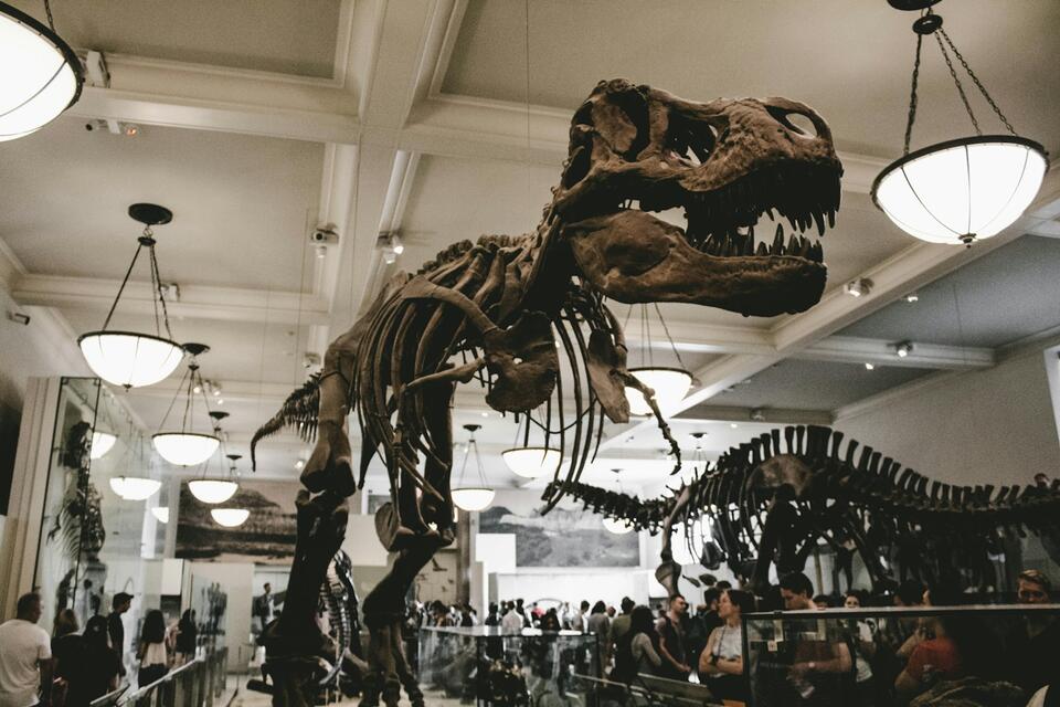 Inside the Fossil Halls of the Smithsonian in Washington, D.C. - NewsBreak