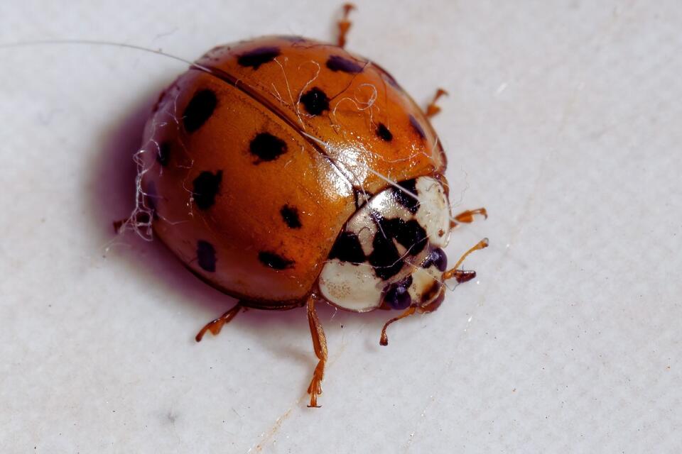 What’s With All the Orange "Ladybugs" in East Texas Right Now? - NewsBreak
