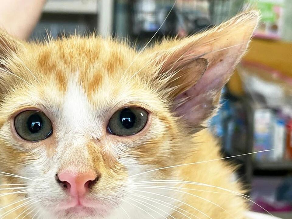 Hear, hear! Audio, a 4-eared Tennessee cat, is turning heads & going viral