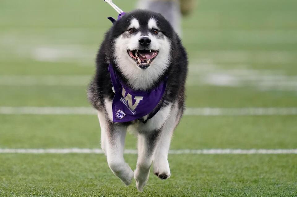 Where to watch Washington vs Colorado State college football streaming ...