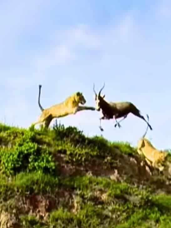 Watch: Lion Catches Antelope Mid-Air Attack - NewsBreak
