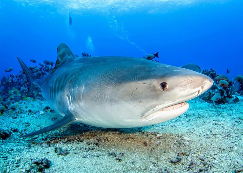 One third of shark species face extinction despite fishing bans - NewsBreak
