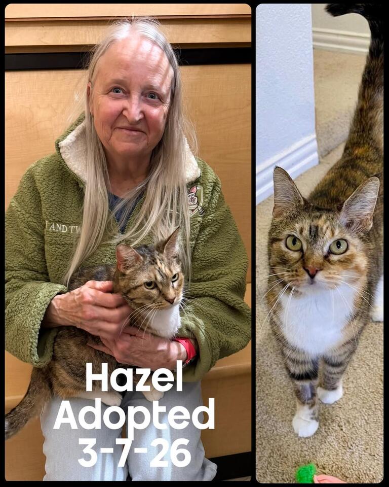 Rescue cat Hazel adopted into new home - NewsBreak